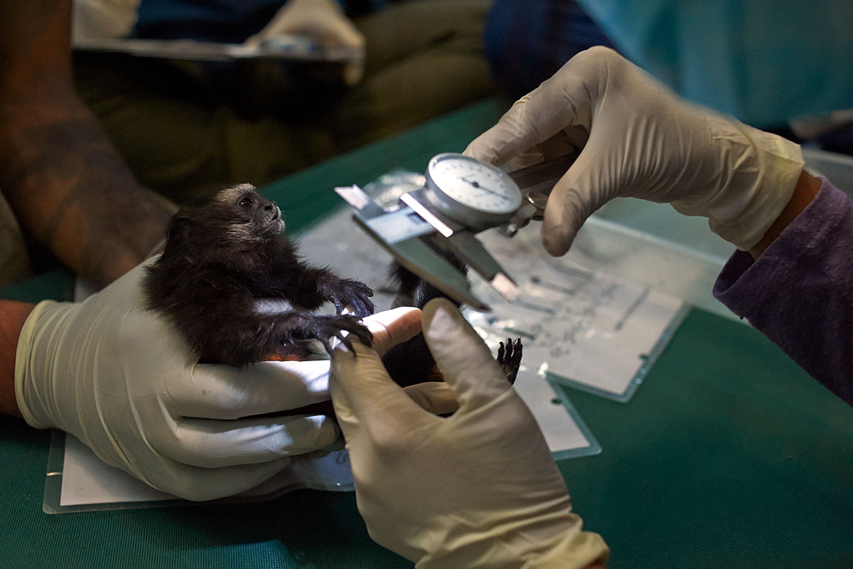 Global wildlife surveillance could provide early warning for next ...